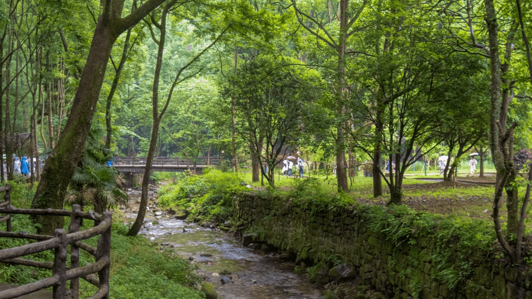Rain falls softly in Golden Whip Stream