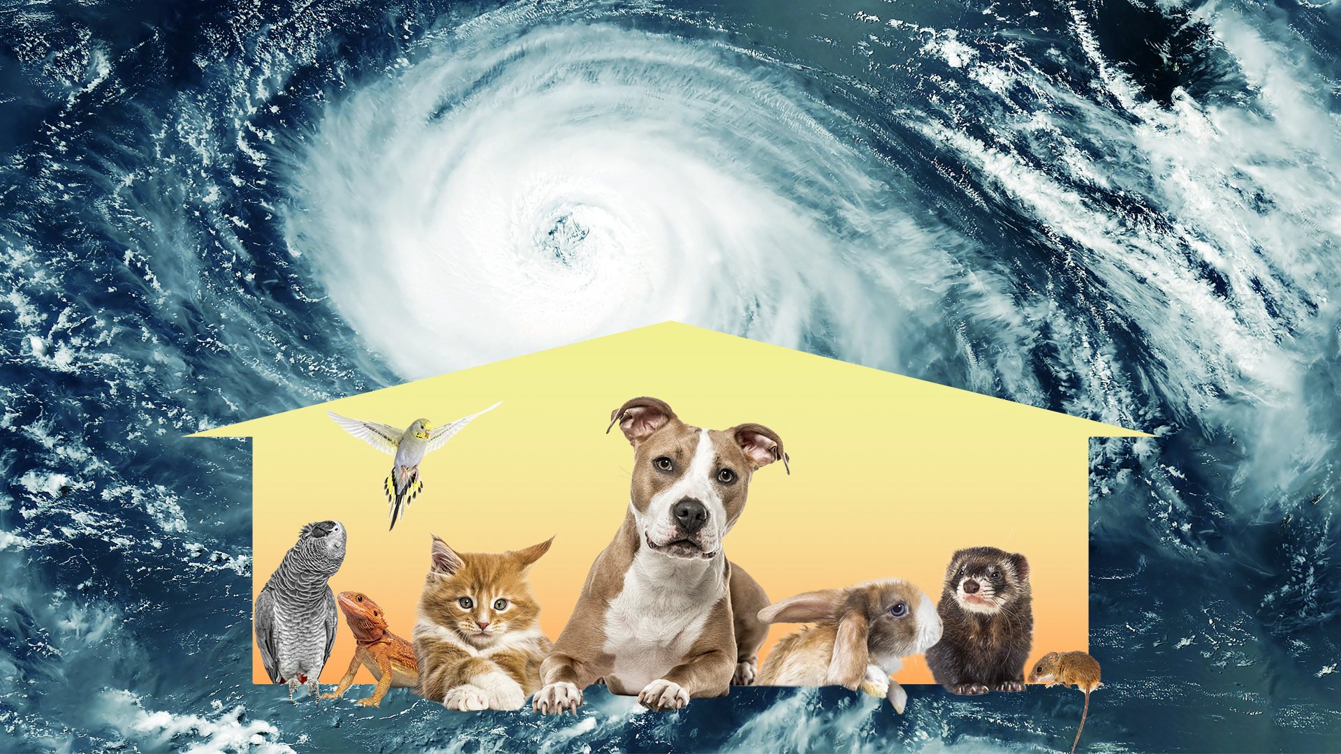 How to keep animals safe during typhoons, floods
